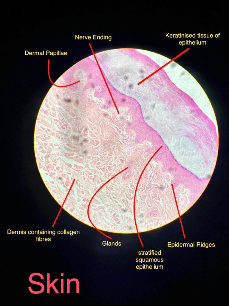 Head and Neck Histology | PDF