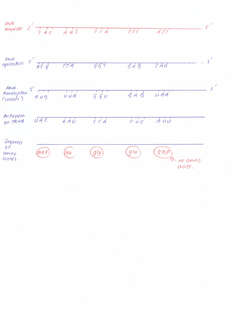 Example of Transcription and Translation | PDF