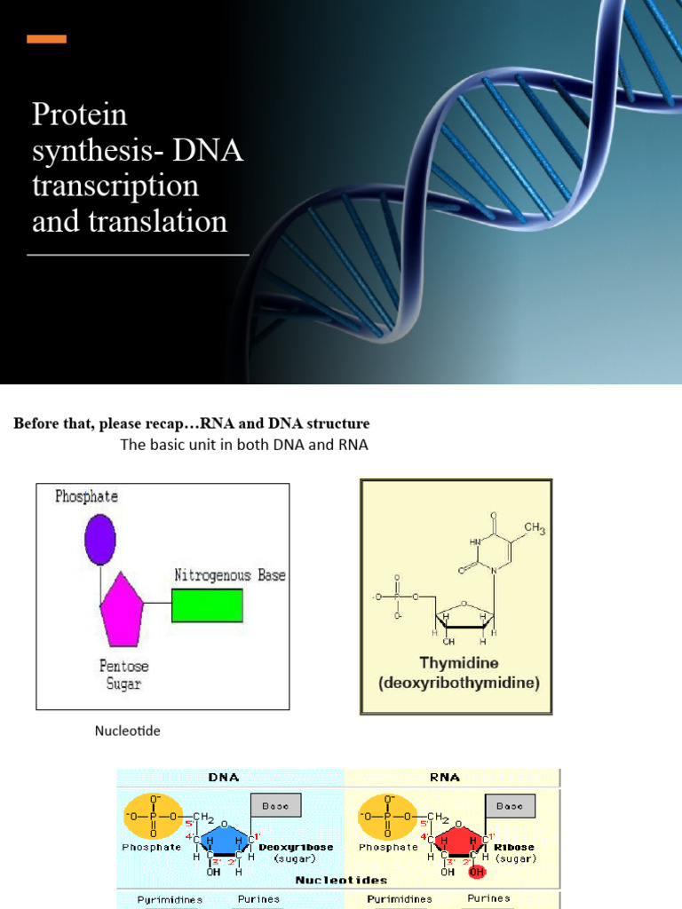 Protein Synthesis- DNA Transcription and Translation-2 | Download Free ...