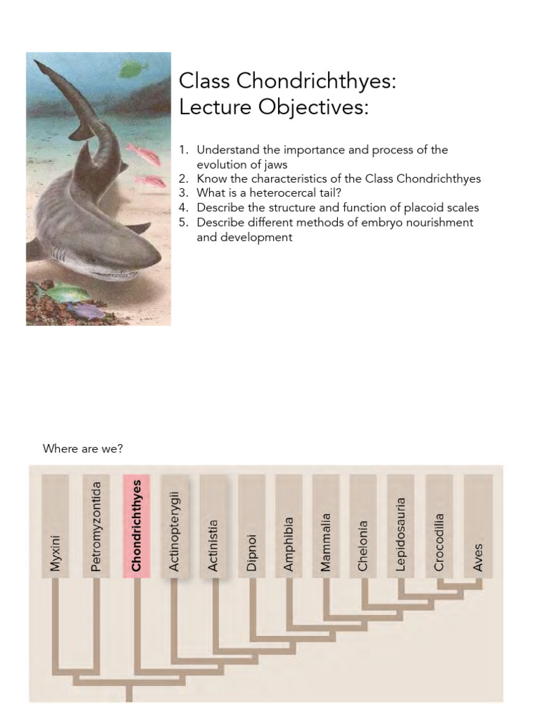 2 Chondrichthyes Notes | PDF | Sharks | Elasmobranchii