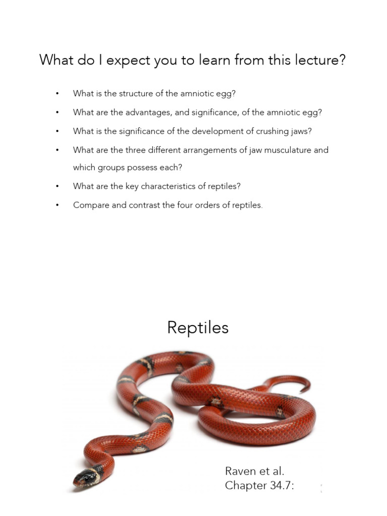 5 Reptiles Notes | PDF | Reptile | Thermoregulation
