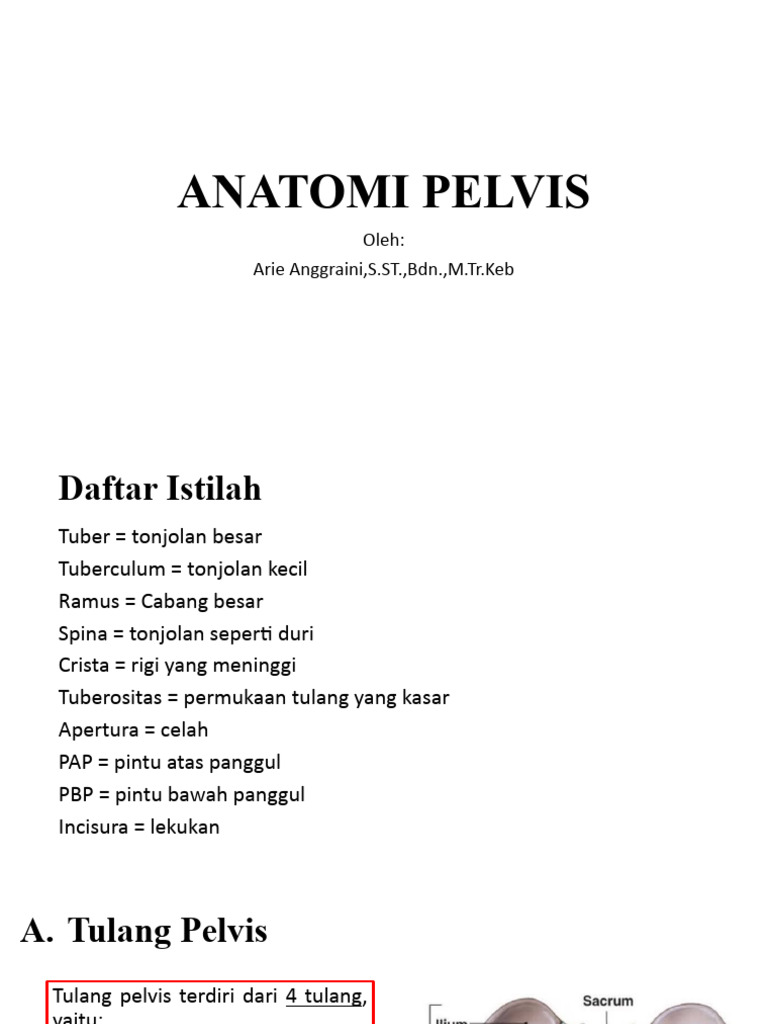 P9 ANATOMI PELVIS | PDF
