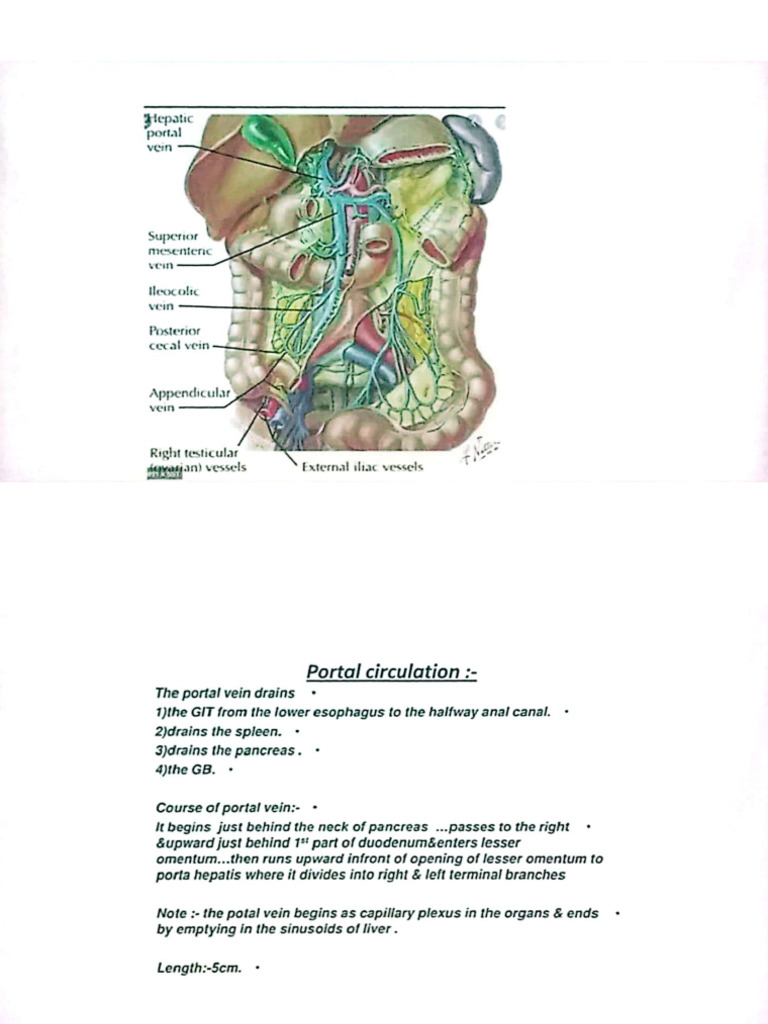 Portal Venous System | PDF