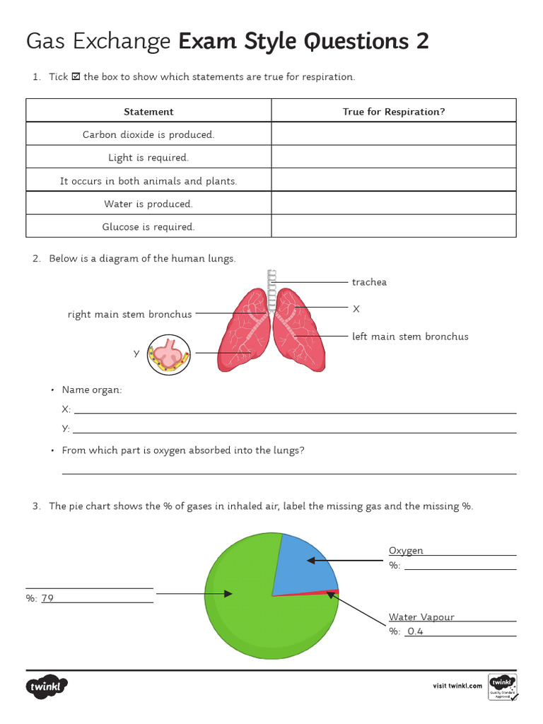 Respiration & Gas Exchange Quiz | PDF | Respiratory System | Lung