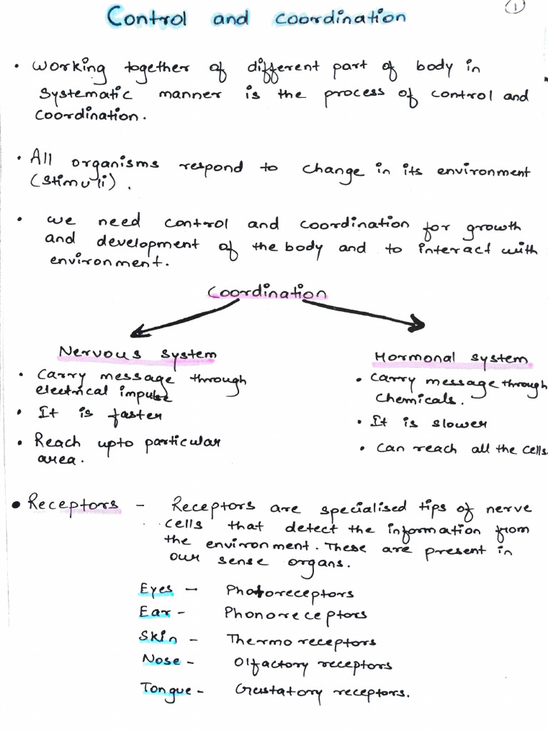 control and coordination cbse class 10th | Download Free PDF | Nerve ...