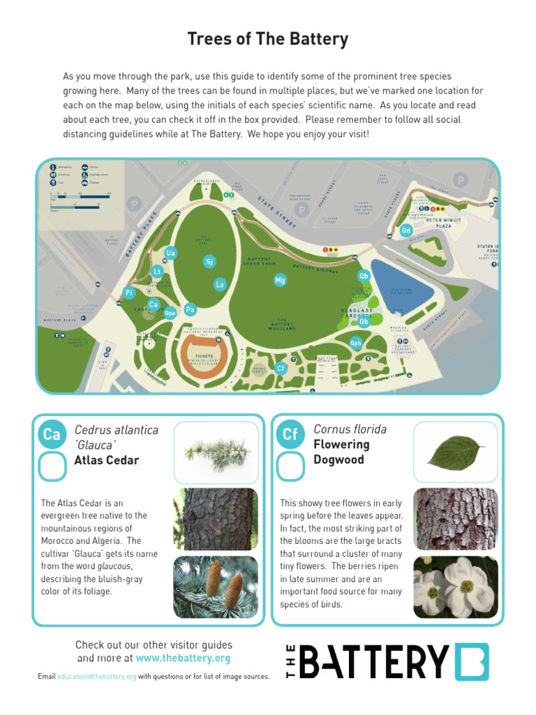 Trees-of-The-Battery-Visitor-Guide | PDF | Oak | Trees