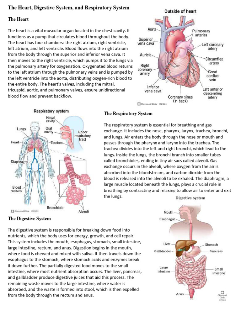 The Heart, The Digestive System and The Respiratory System | PDF | Lung ...