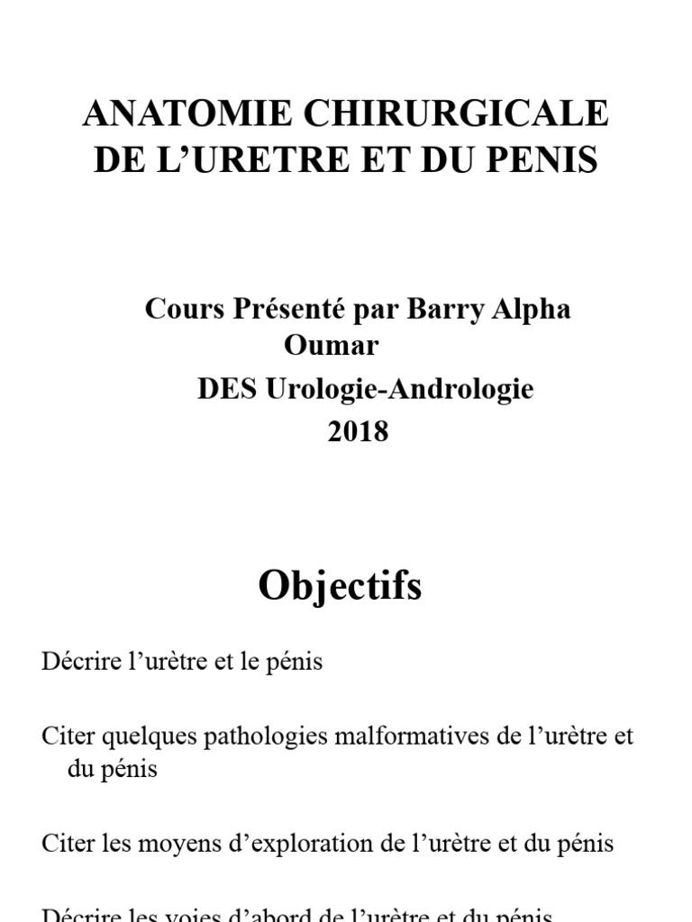 Anatomie de l'urètre et du pénis | PDF | Prostate | Pénis