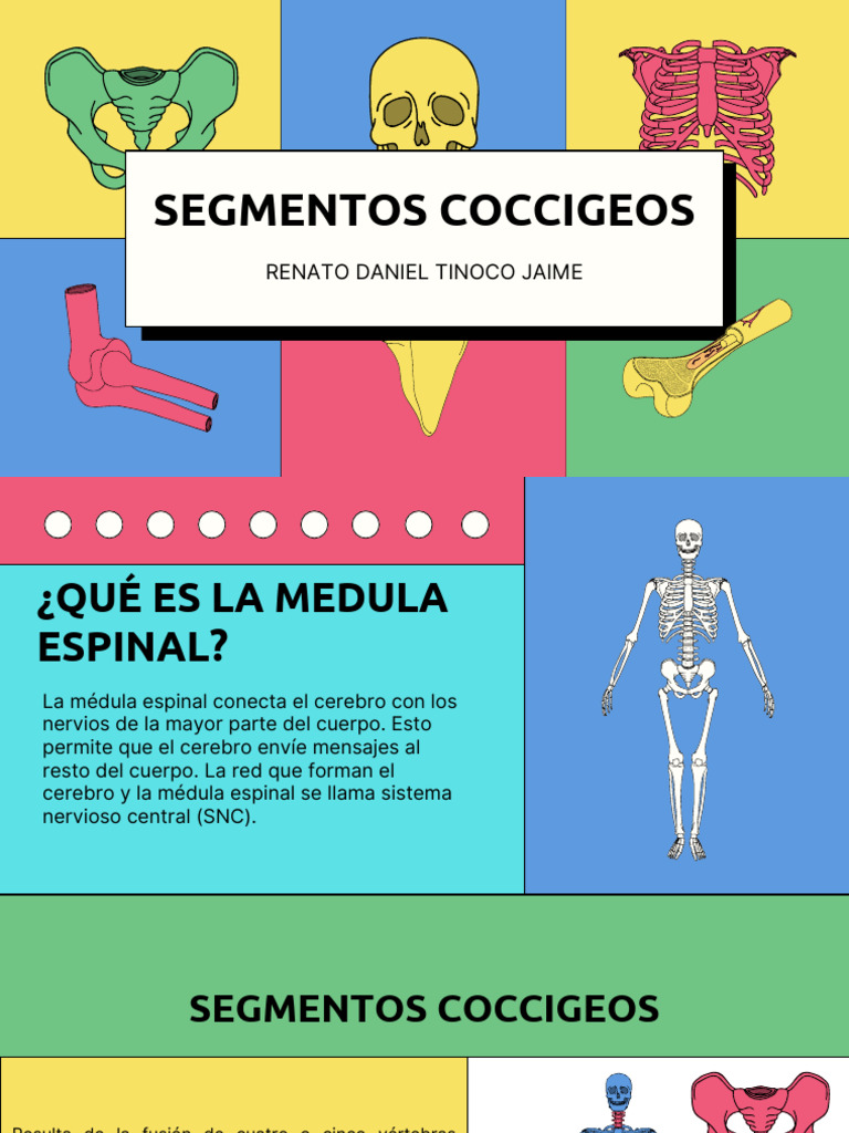 Anatomía del Plexo Coccígeo y Médula Espinal | PDF | Vértebra | Médula ...