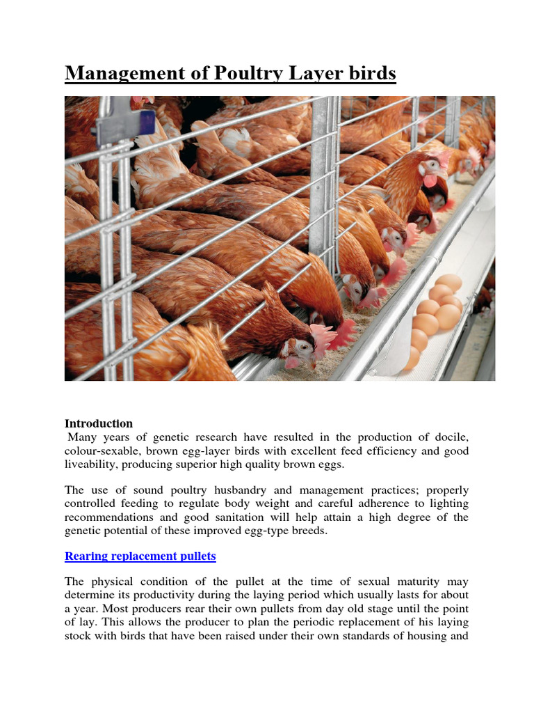 Layer Bird Production Management Guide | PDF | Chicken | Poultry