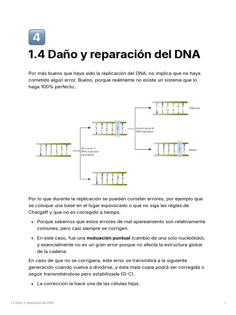 1.4 Daño y Reparación Del DNA | PDF | Reparación de adn | Adn