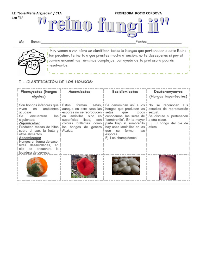 FICHA REINO FUNGI1 | PDF | Hongo | Seta