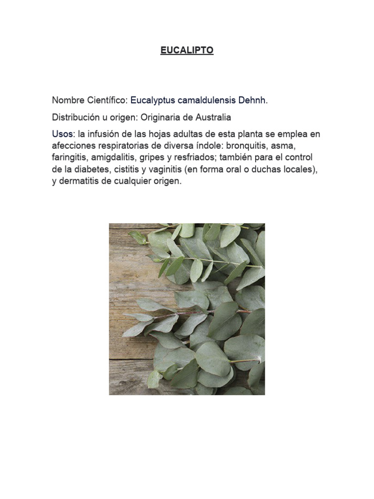 EUCALIPTO | PDF