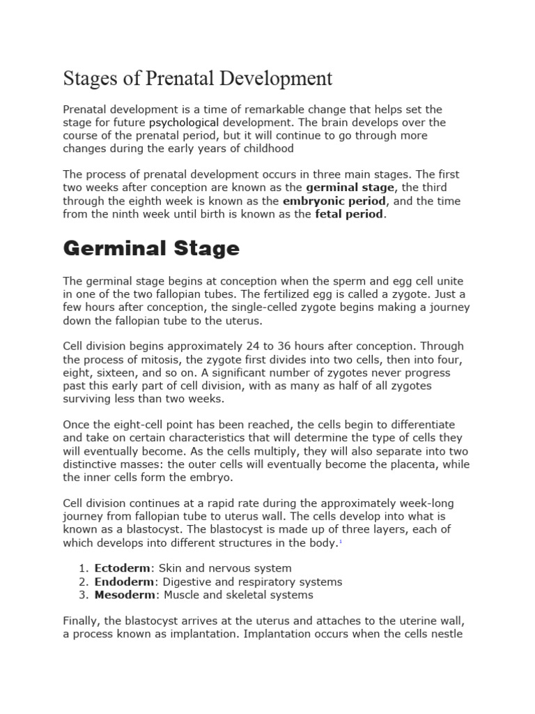Phases of Prenatal Development notes | Download Free PDF | Embryo ...