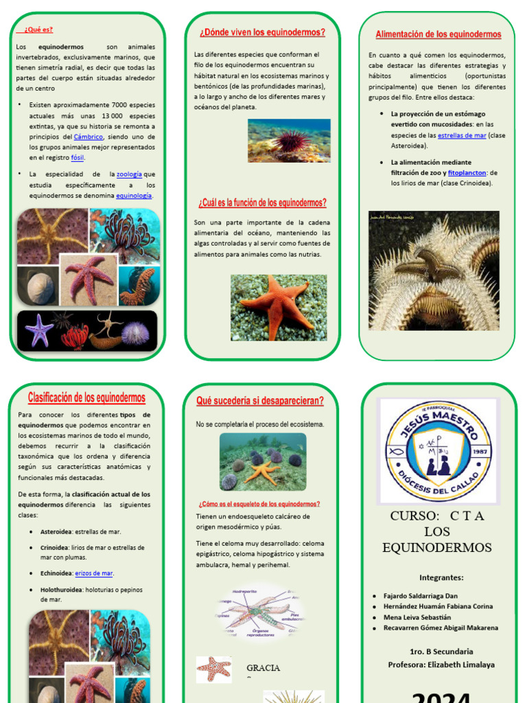 Triptico Los Equidermos | PDF | Oceanografía | Organismos