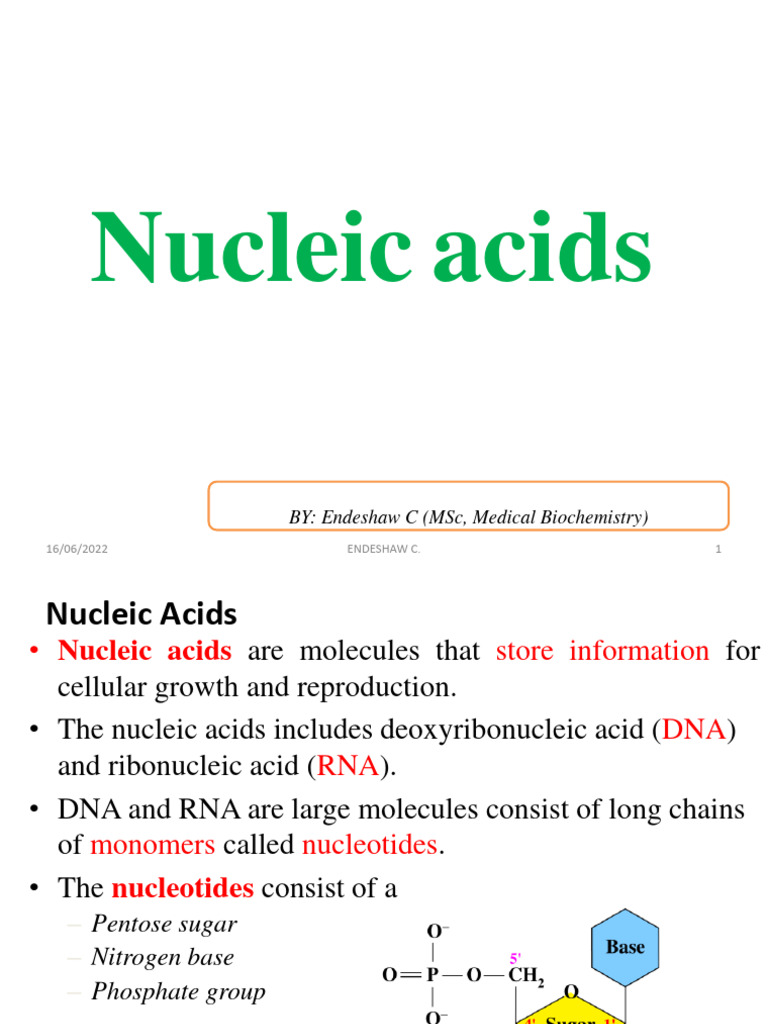 Understanding Nucleic Acids: DNA & RNA | PDF | Translation (Biology) | Rna