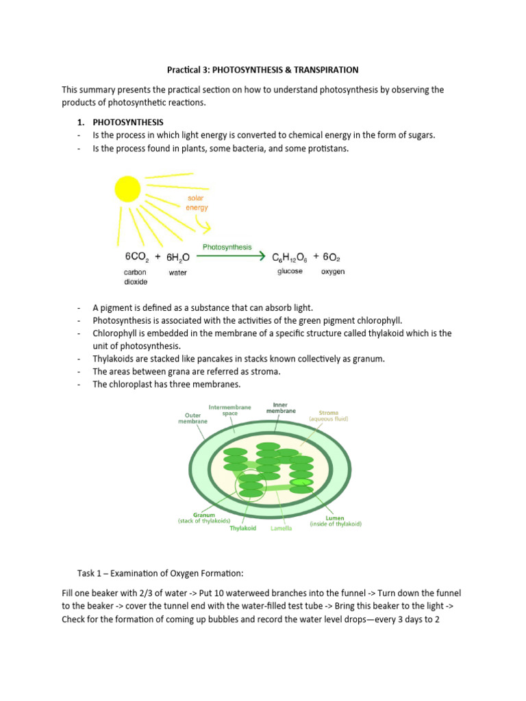 Summary Prac 3 | PDF | Photosynthesis | Leaf