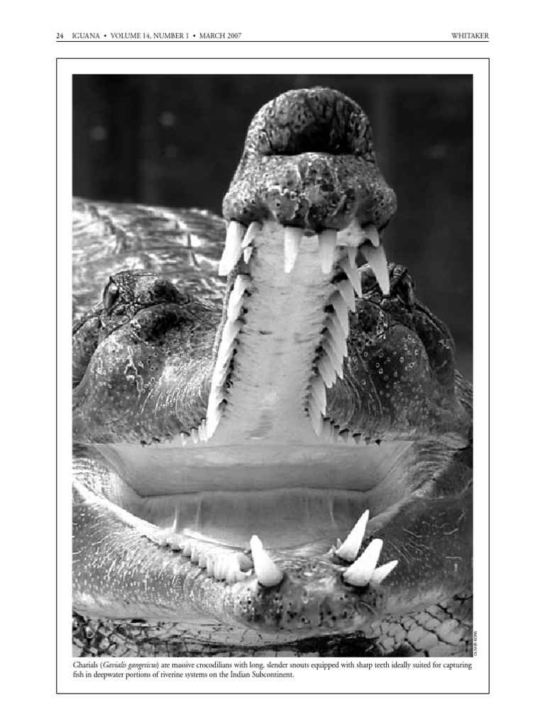 gharial article | Download Free PDF | Predators | Predation