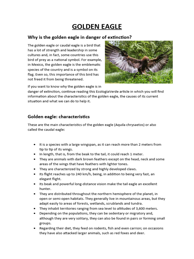 Golden Eagle | PDF | Eagle | Birds