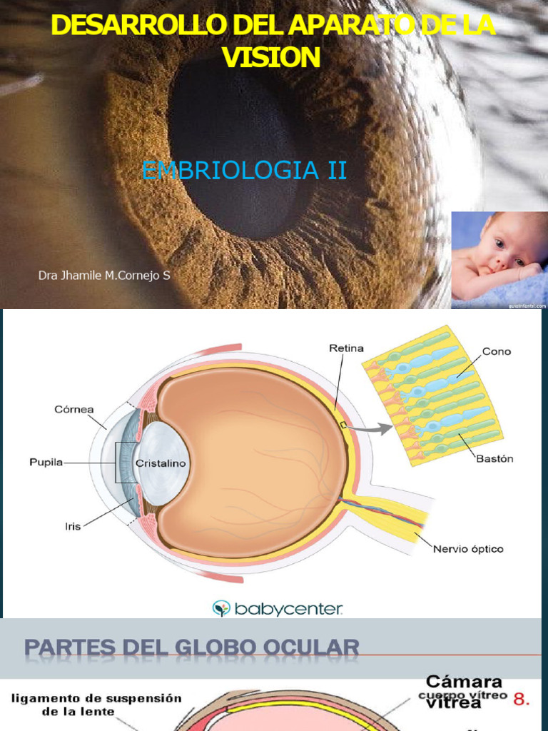 Desarrollo del Aparato Visual Humano | PDF | Ojo humano | Epitelio
