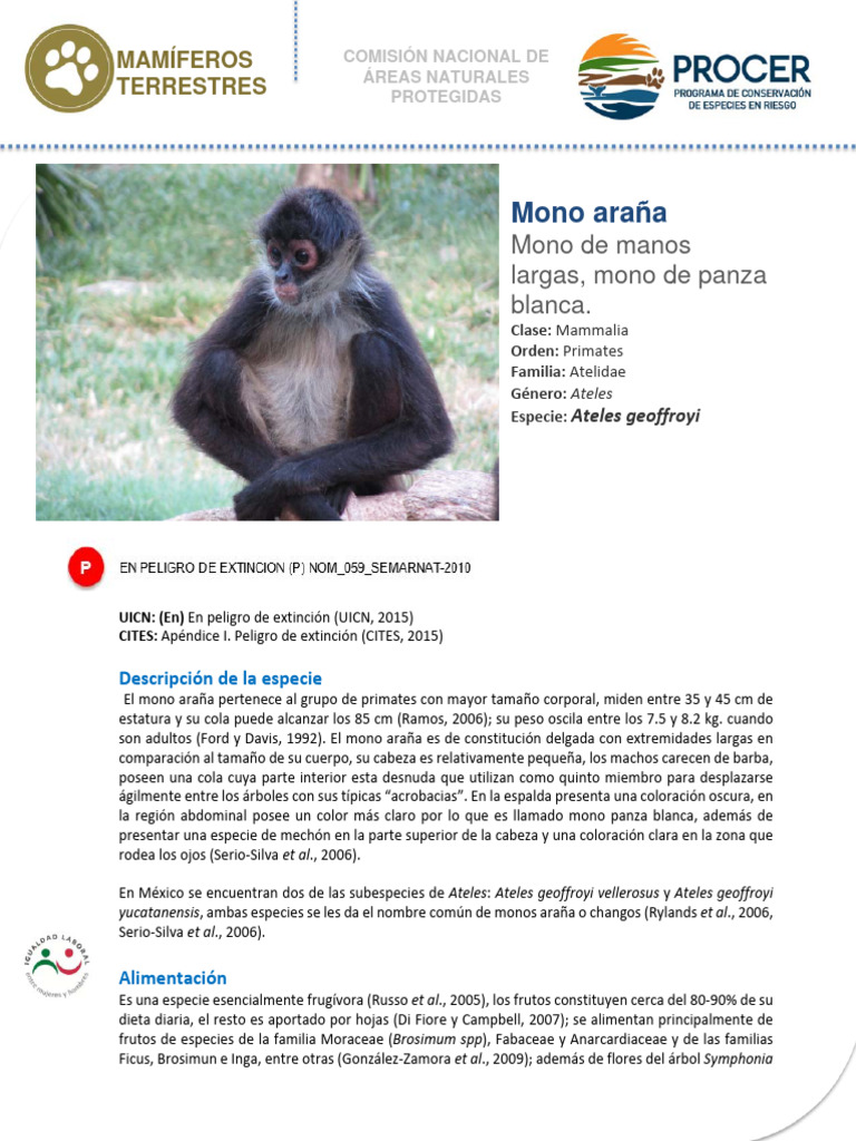 Características del Mono Araña | PDF | Zoología | Mono