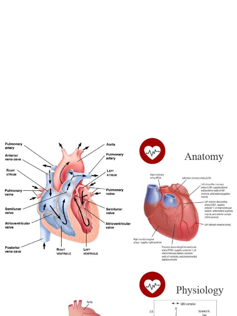 Cardiac Anatomy Physio | PDF | Ventricle (Heart) | Diastole