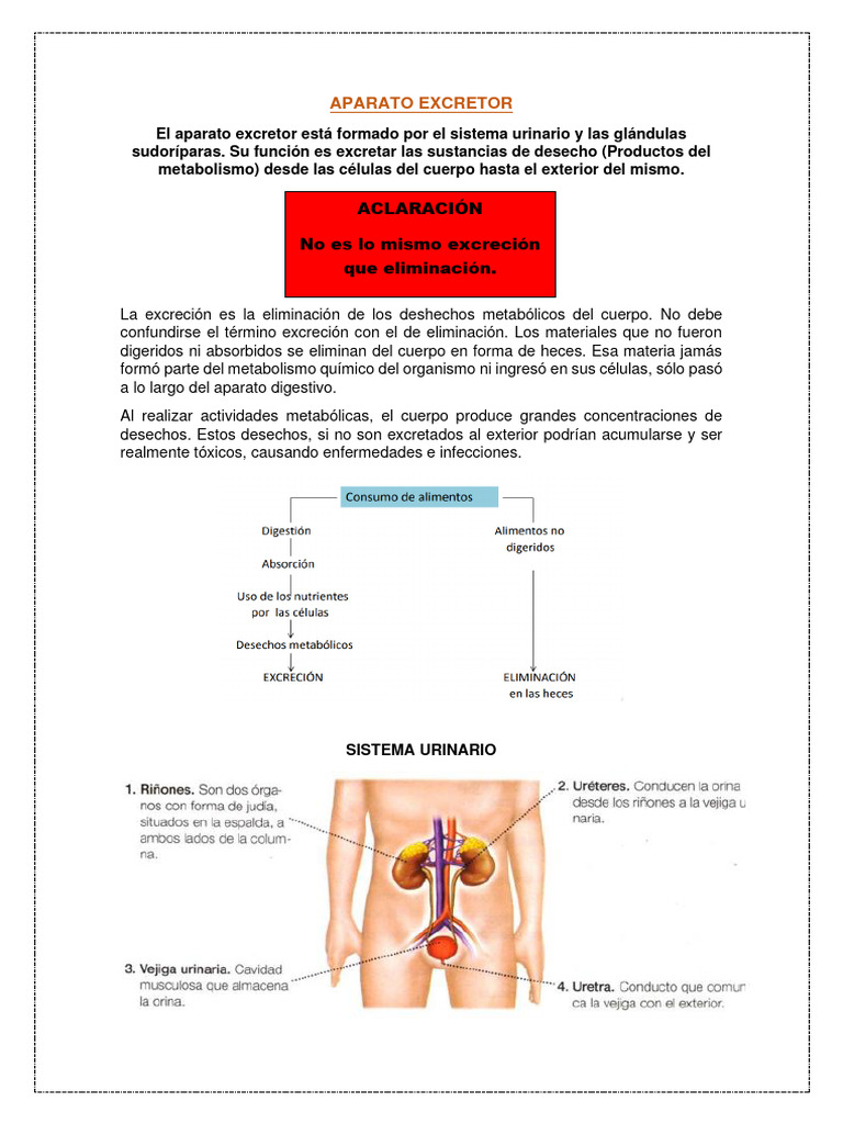 Aparato Excretor | PDF