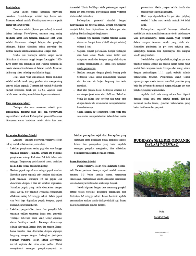 Budidaya Seledri | PDF | Griya & Taman