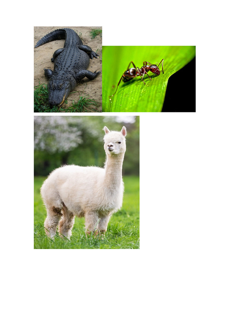 Alliteration - Animals | PDF