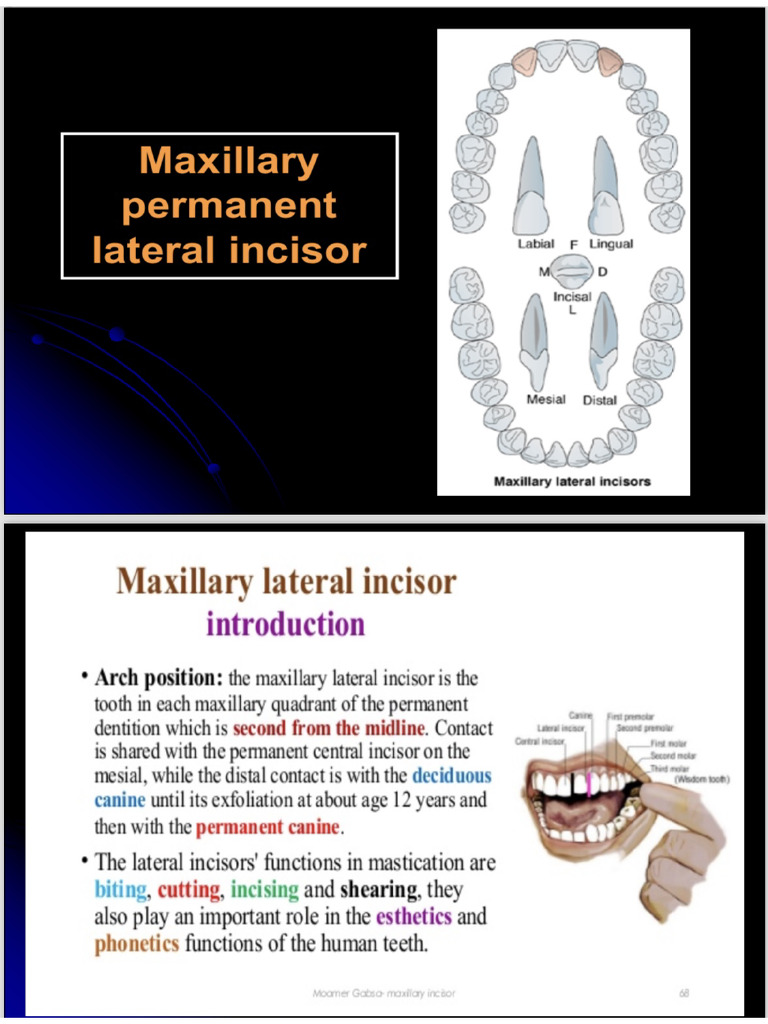 Maxillary Permanent Lateral Incisor | PDF
