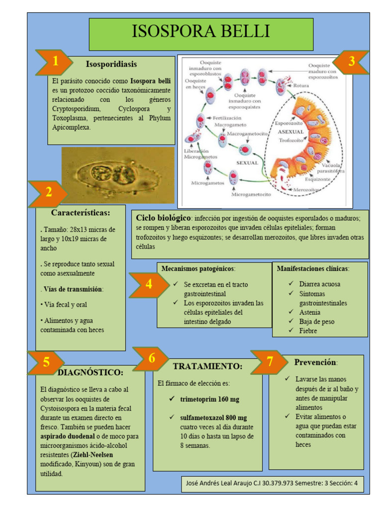 Infografía Isospora Belli | PDF | Enfermedades y trastornos ...