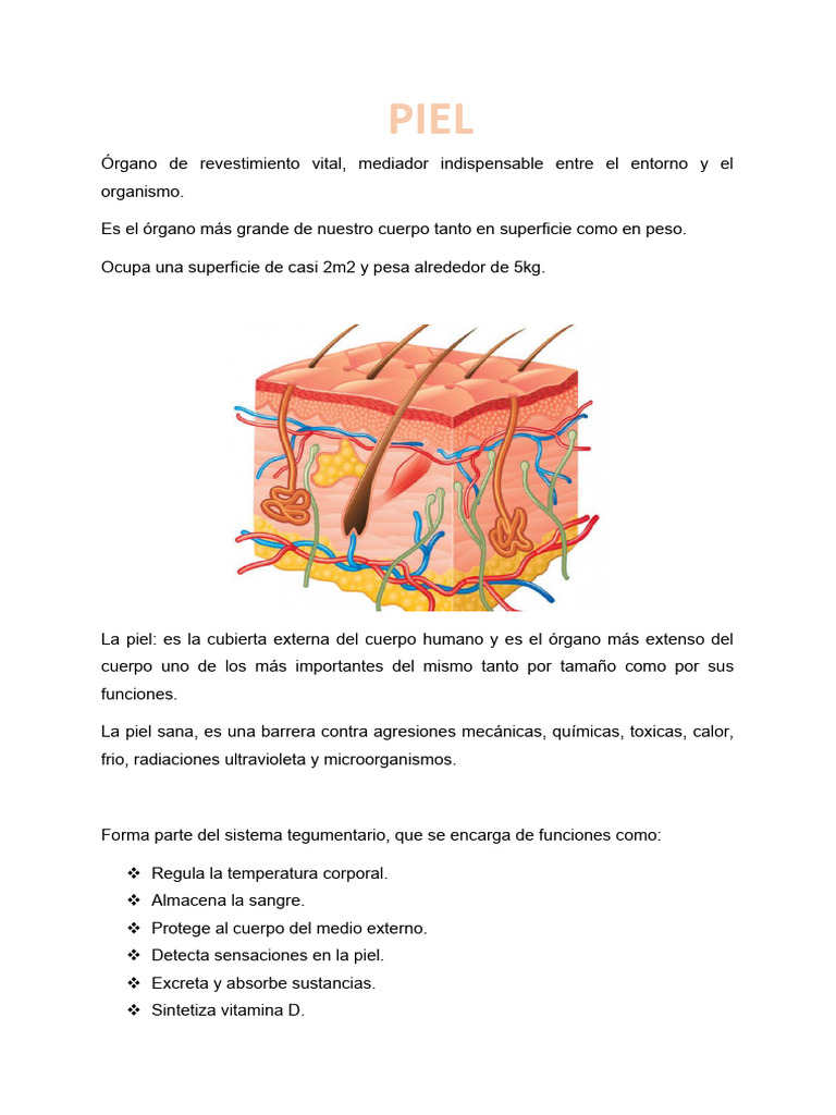 Piel Pdf Piel Epidermis