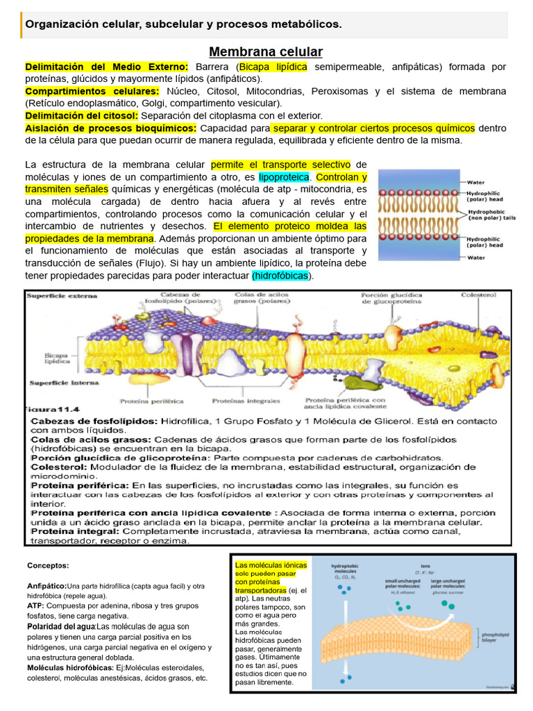 Organización Celular, Subcelular y Procesos Metabólicos | PDF ...