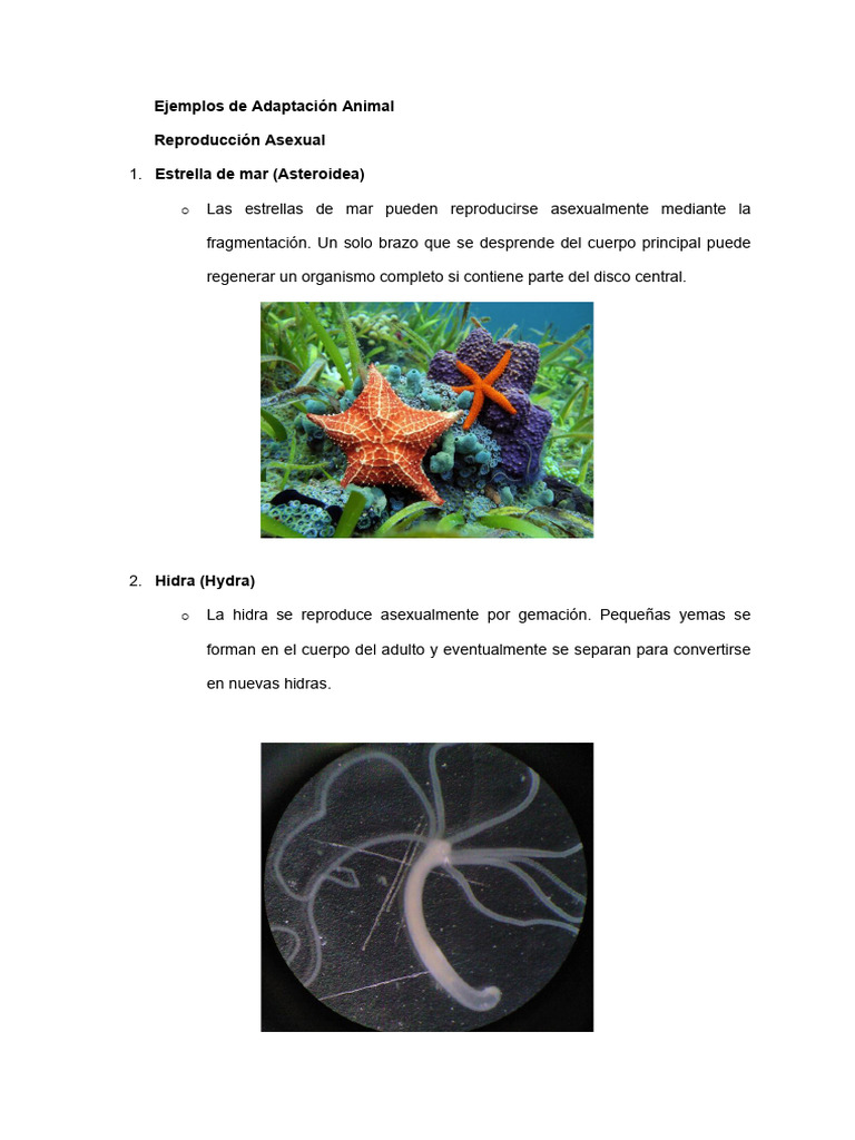 Ejemplos de Adaptación Animal | PDF | Termorregulación | Reproducción