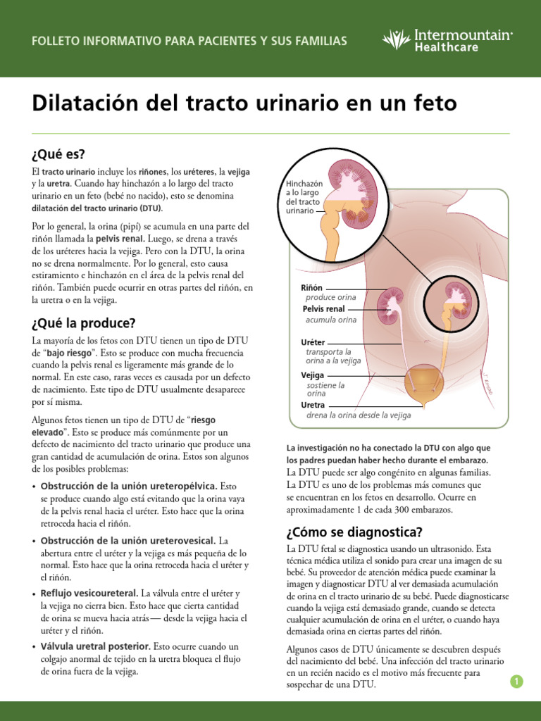 Urinary Tract Dilation in a Fetus Fact Sheet Spanish | Descargar gratis ...