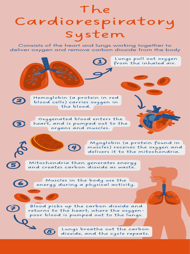 Cardiorespiratory System Infographic in Pink Red White Illustrative ...