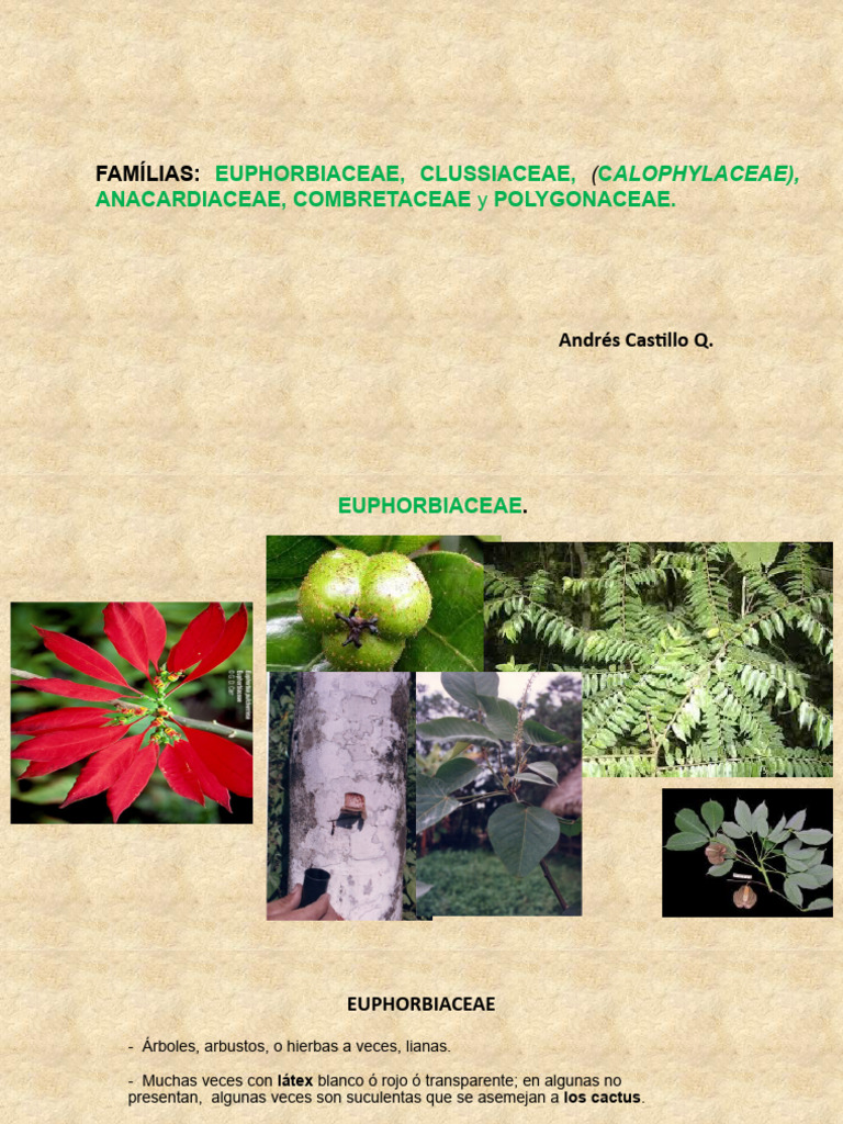 TEORIA DE LAS FAMILIAS . EUPHORBIACEAE | PDF | Plantas | Botánica