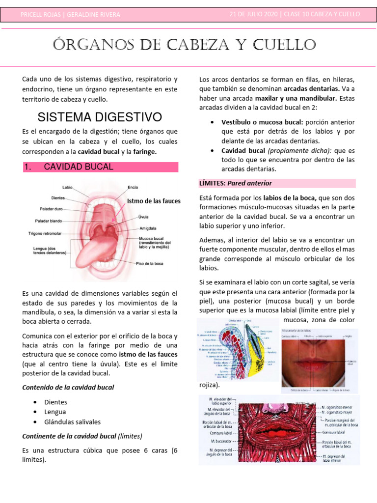 órganos De Cabeza Y Cuello Anatomía De Cabeza Y Cuello Pdf