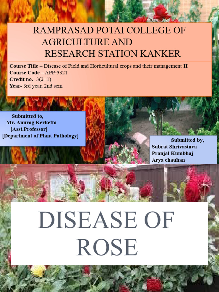 Pathology Ppt 3rd Year 2nd Sem Pdf Fungus Mycology