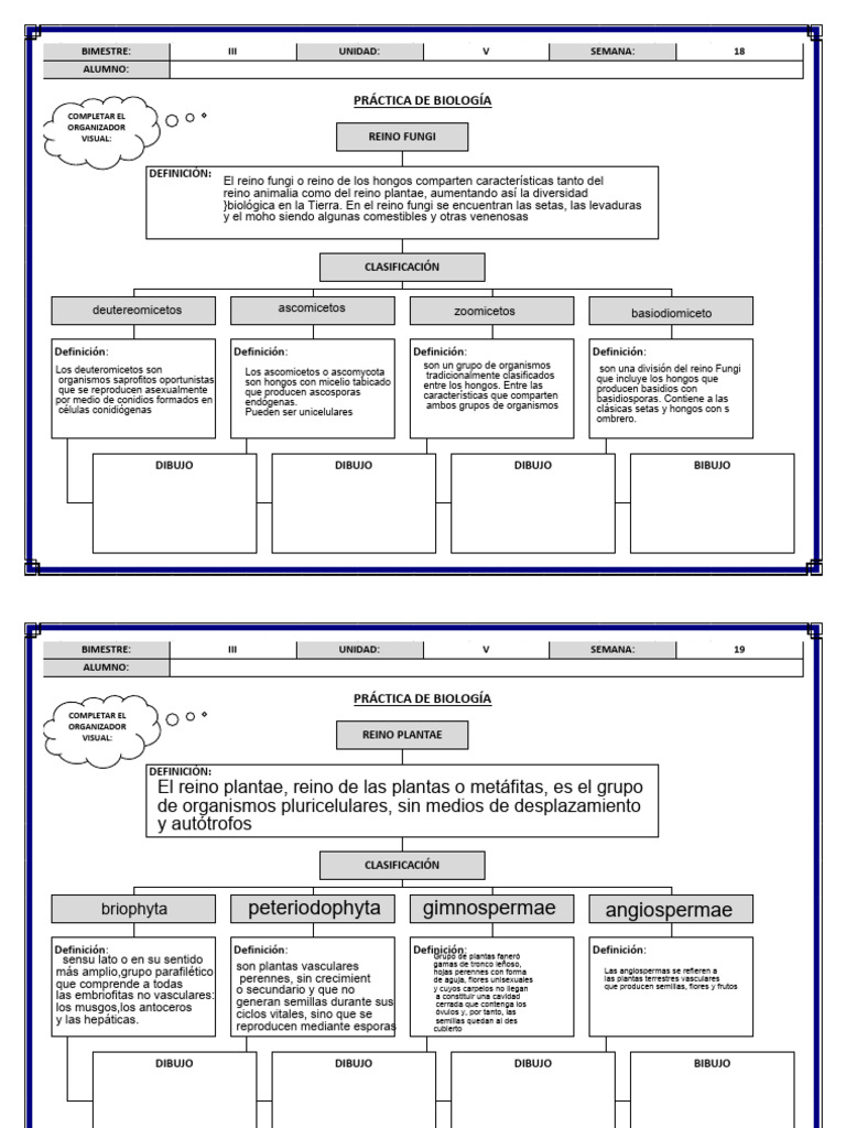 Clasificación de Reinos: Fungi, Plantae y Animalia | PDF | Hongo | Plantas