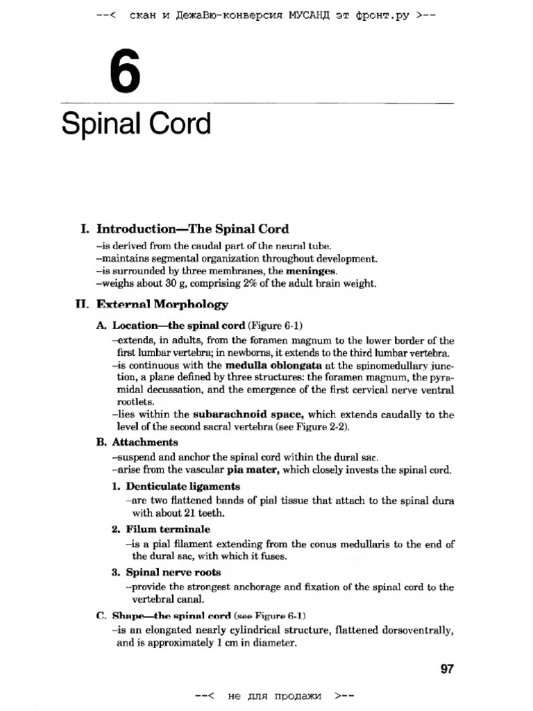 Spinal Cord From Neuroanatomy2 | PDF