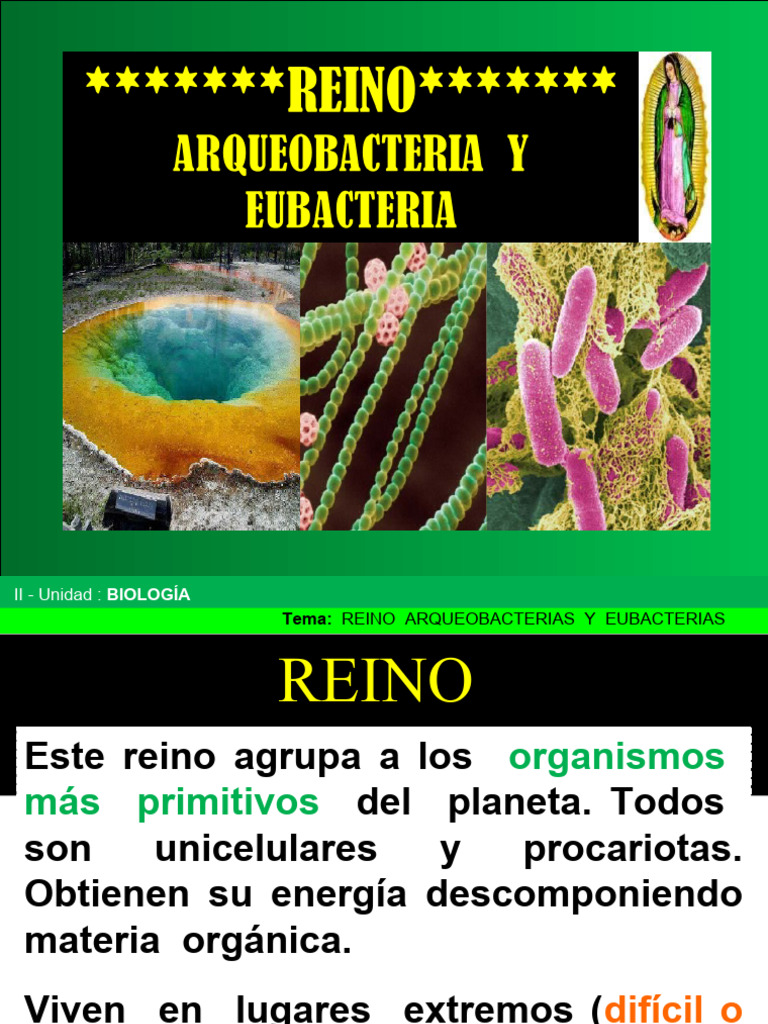 Arqueobacterias y Eubacterias: Clasificación y Funciones | PDF ...