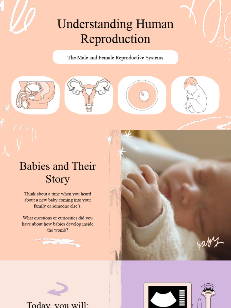 Human Reproductive System | PDF | Menstrual Cycle | Ovary