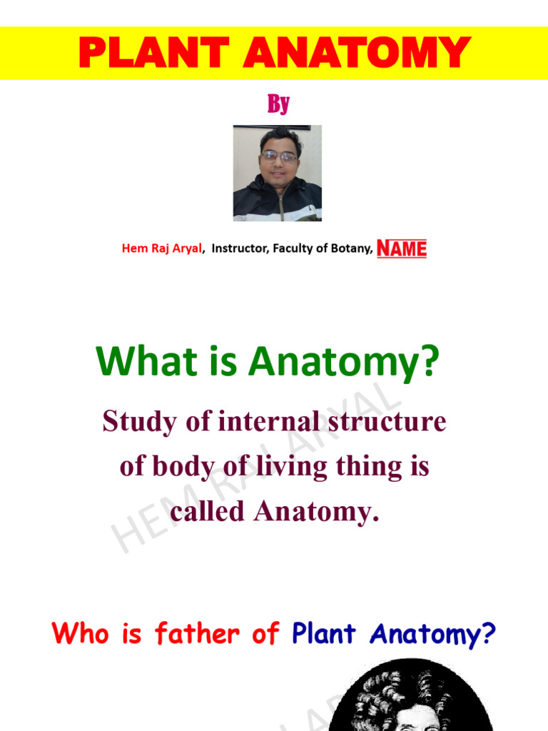 Overview of Plant Anatomy Concepts | PDF | Plant Stem | Tissue (Biology)