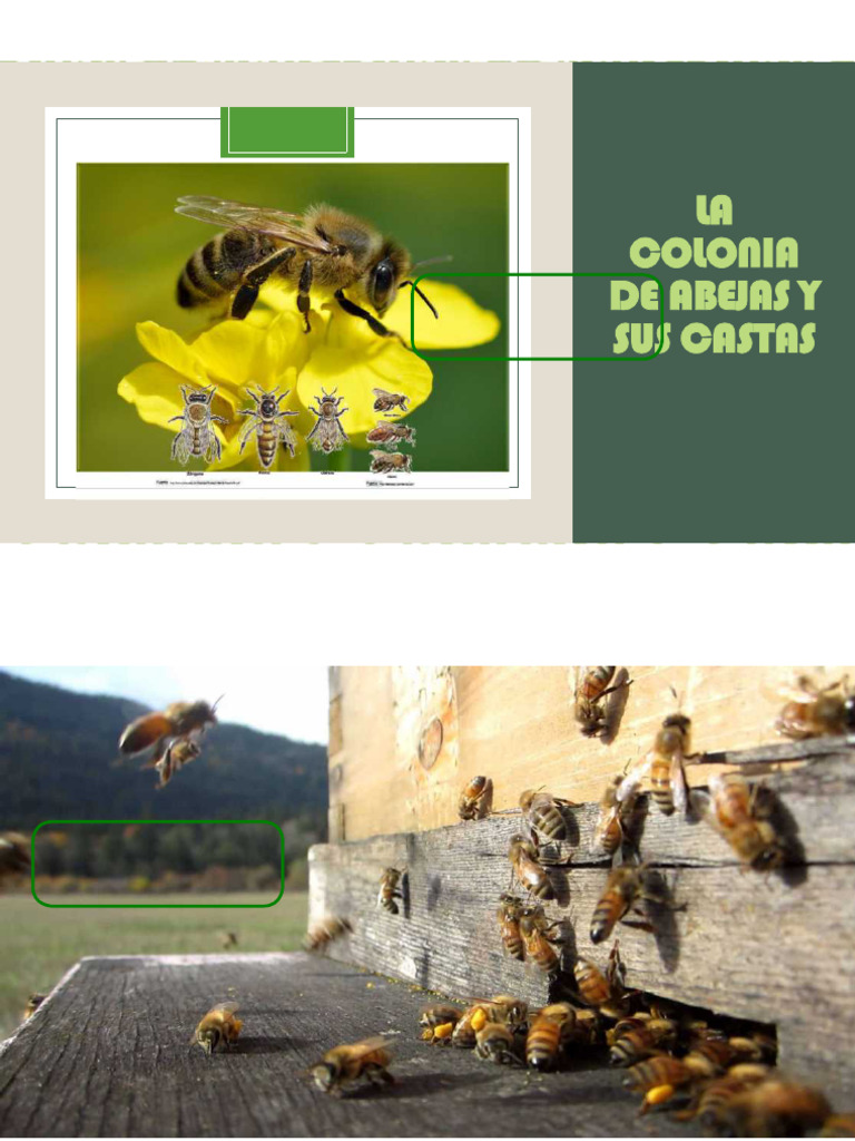 Estructura y Funciones de la Colonia de Abejas | PDF | Apicultura | Abejas