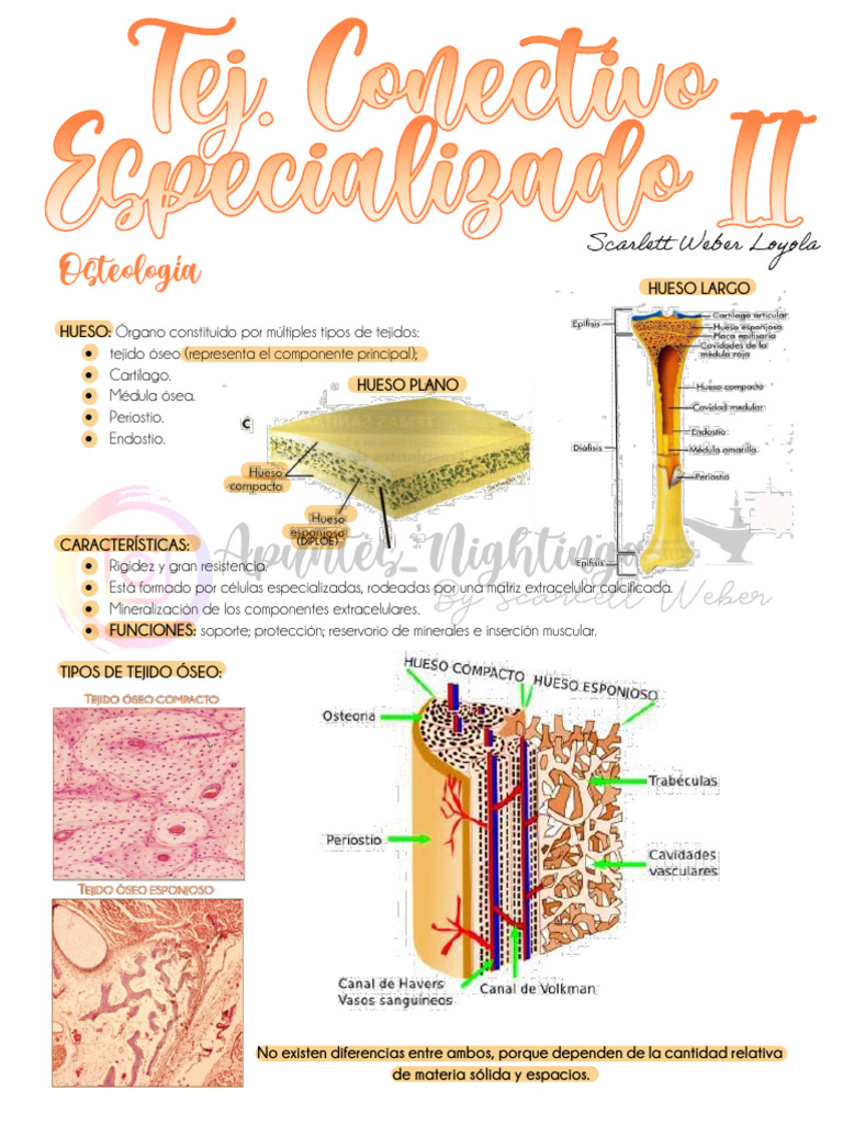 Tejido Conectivo Especializado 2 | PDF | Hueso | Hematopoyesis