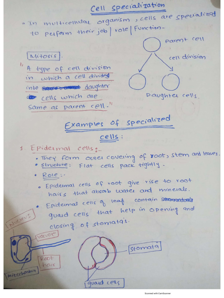 Cell Specialization | PDF