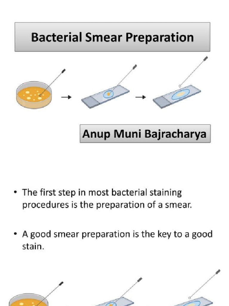 Bacterial Smear Preparation Pdf