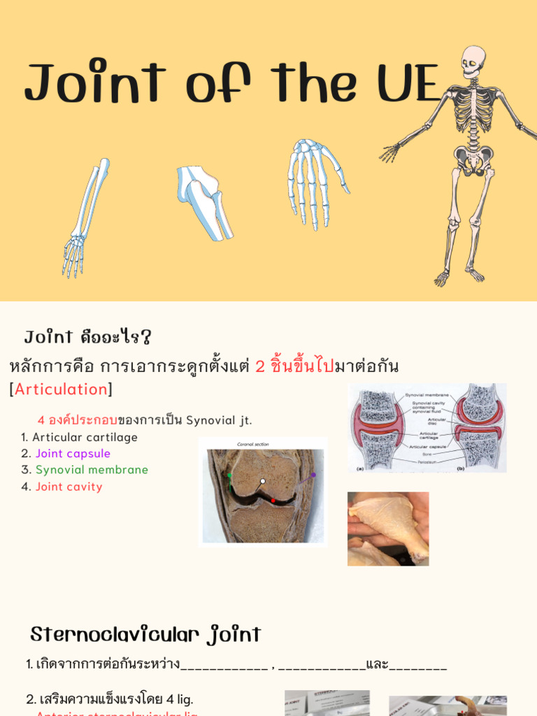Joint of The UE | PDF