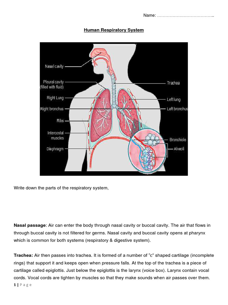 Gas Exchange in Human | PDF | Respiratory Tract | Lung